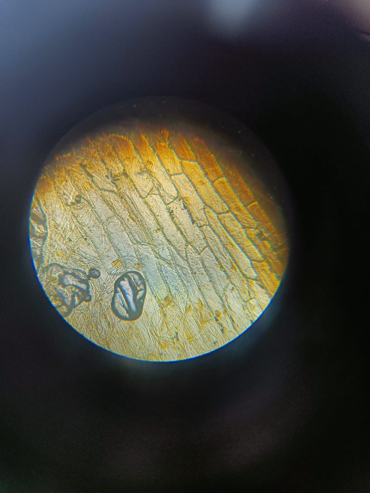 Observing the Plant Cell – Onion cell @ CPSGS ANN - CPS Global