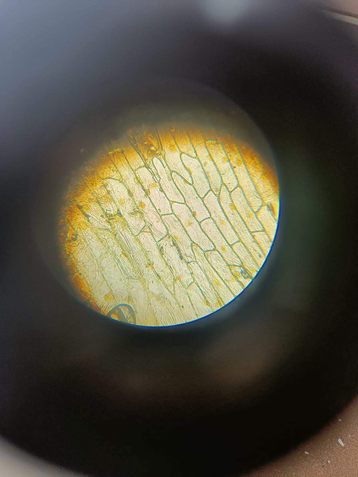 Observing the Plant Cell – Onion cell @ CPSGS ANN - CPS Global