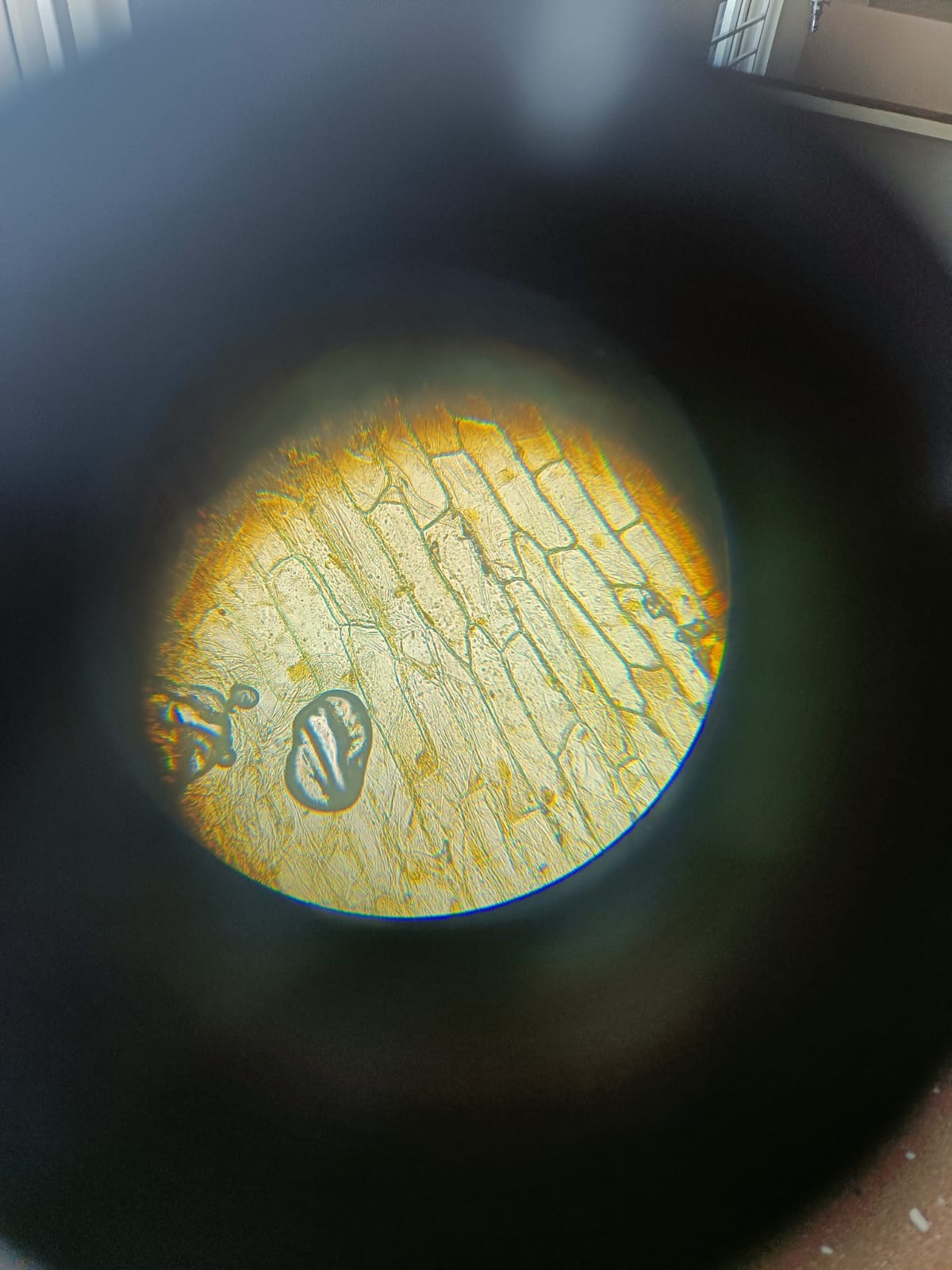Observing the Plant Cell – Onion cell @ CPSGS ANN - CPS Global