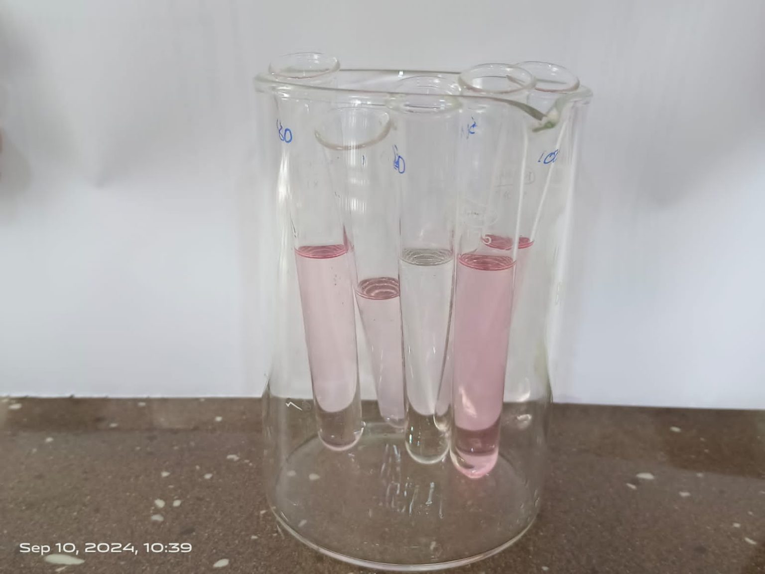 Effect of Ethanol Concentration on Membrane Permeability in Beta ...