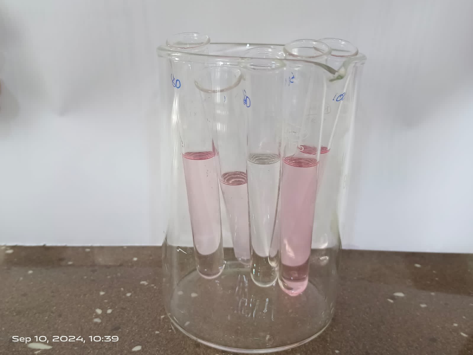 Effect of Ethanol Concentration on Membrane Permeability in Beta ...